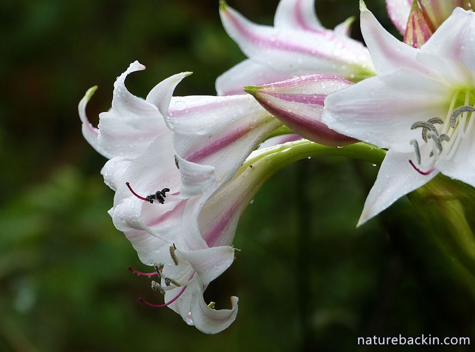 In the pink in the spring: River Crinum – letting nature back in