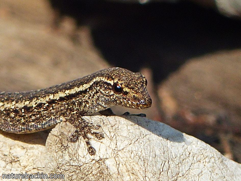 Reptile atop boulders – letting nature back in