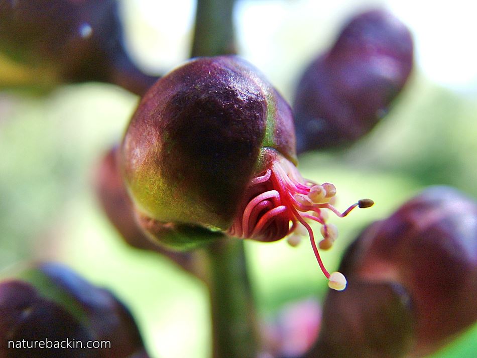 Transforming from bud to flower – letting nature back in