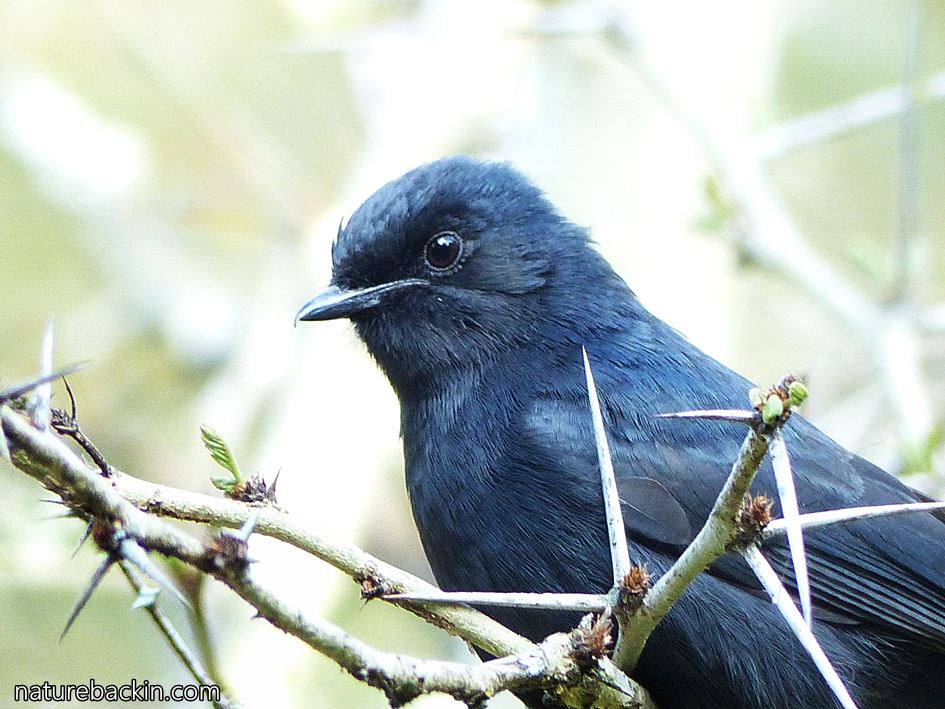 Favourite garden birds: Southern Black Flycatcher – letting nature back in