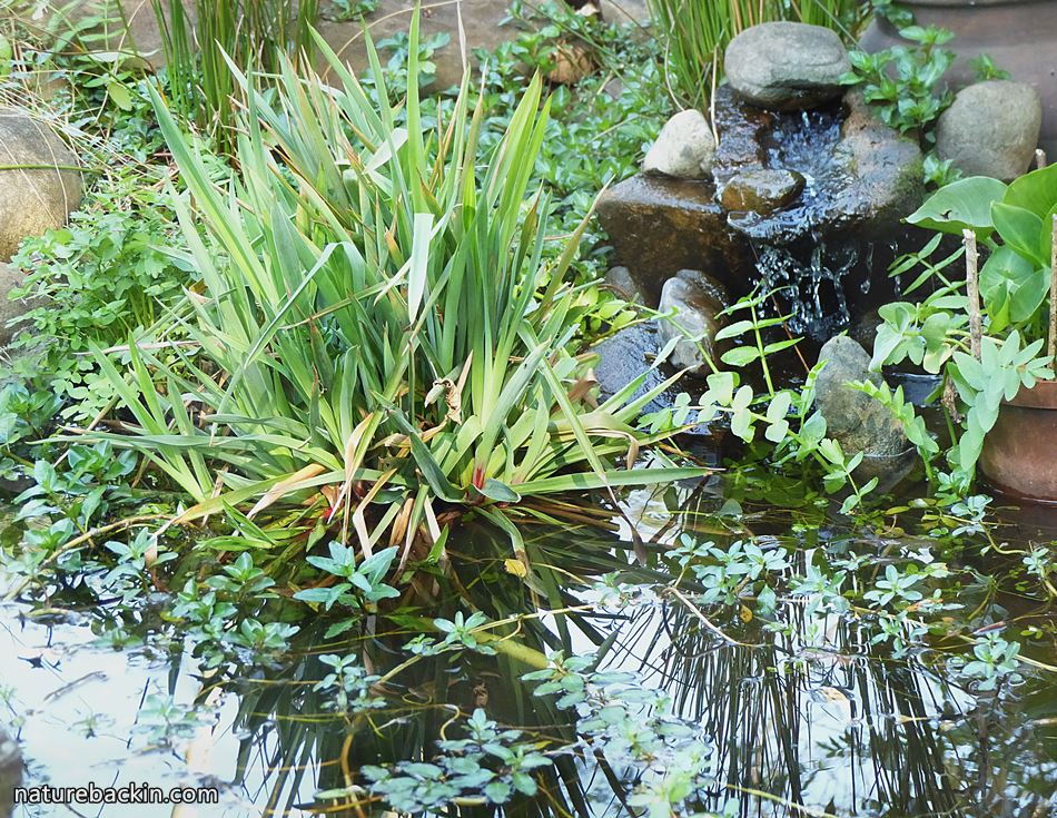 Just pondering: Reflecting on our garden pond – letting nature back in