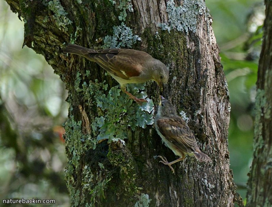 Bird parents to the rescue: The day the baby sparrow fell from the nest ...