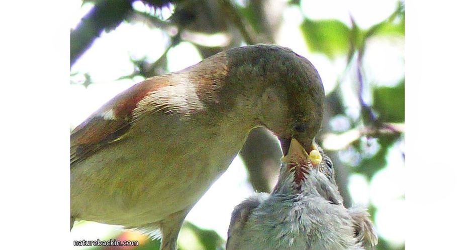 Bird parents to the rescue: The day the baby sparrow fell from the nest ...