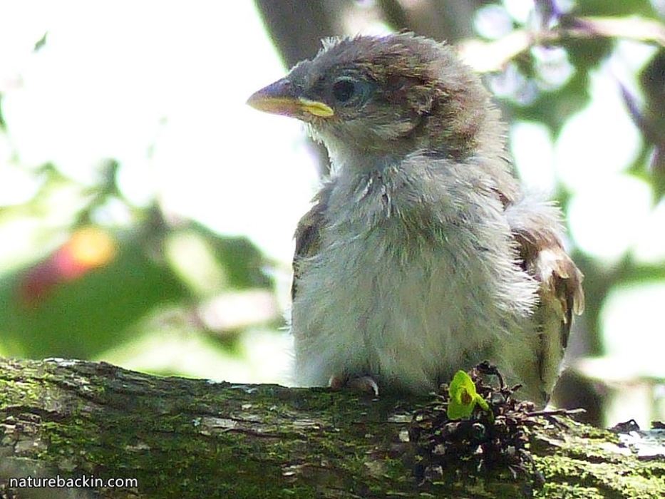 Bird parents to the rescue: The day the baby sparrow fell from the nest ...