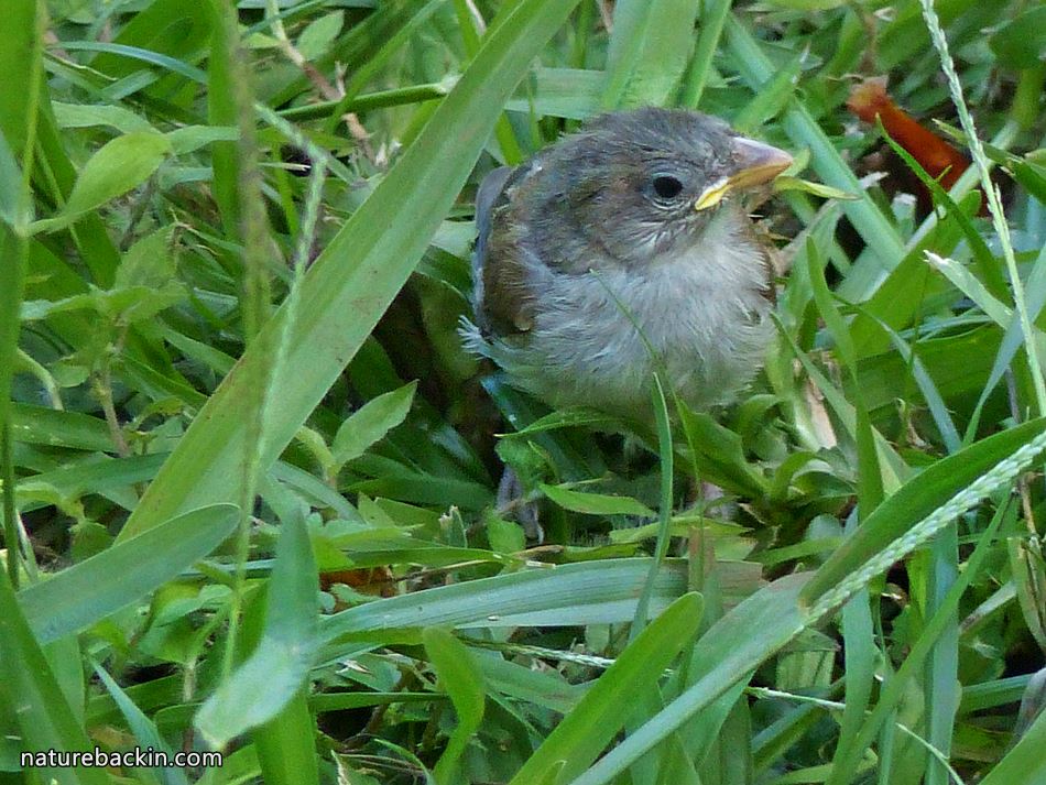 Bird parents to the rescue: The day the baby sparrow fell from the nest ...