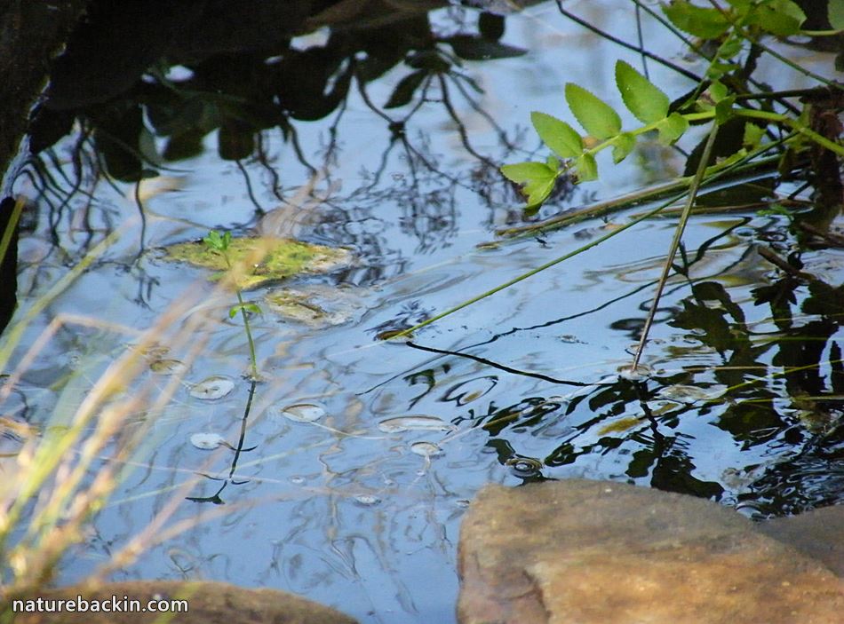On garden pond: Homemade and wildlife friendly – letting nature back in