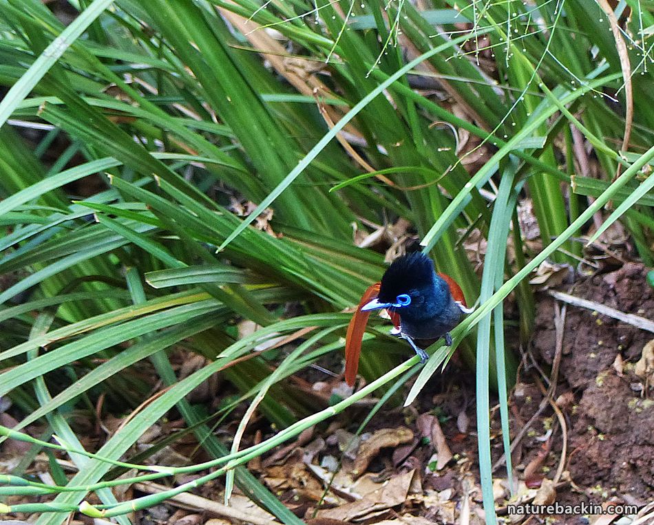 African Paradise Flycatcher brings a smile – letting nature back in