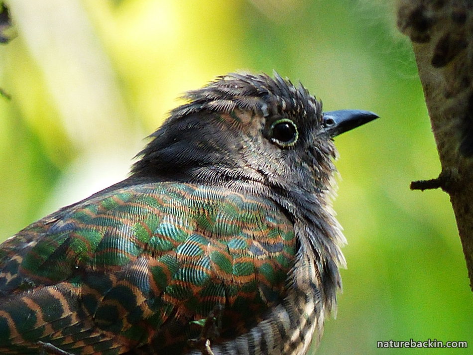 African Emerald Cuckoo feasts on hairy caterpillars – letting nature ...