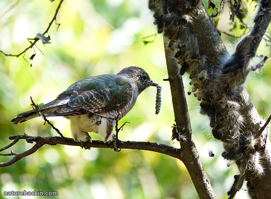 African Emerald Cuckoo feasts on hairy caterpillars – letting nature ...