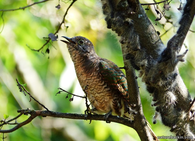 African Emerald Cuckoo feasts on hairy caterpillars – letting nature ...