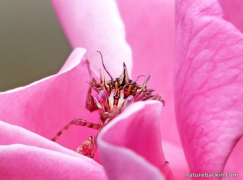 In the pink: Flower mantids in the garden – letting nature back in