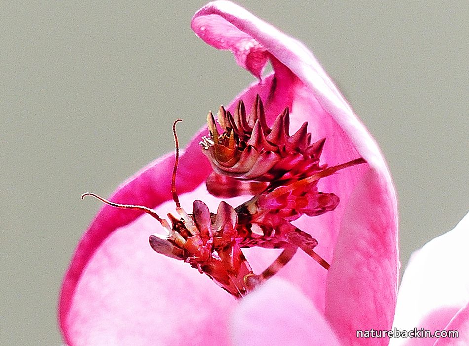 In the pink: Flower mantids in the garden – letting nature back in