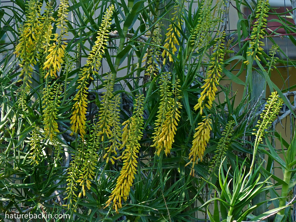 Southern Solstice: Celebrating with aloes – letting nature back in
