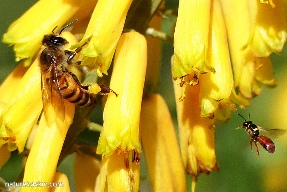 Southern Solstice: Celebrating with aloes – letting nature back in