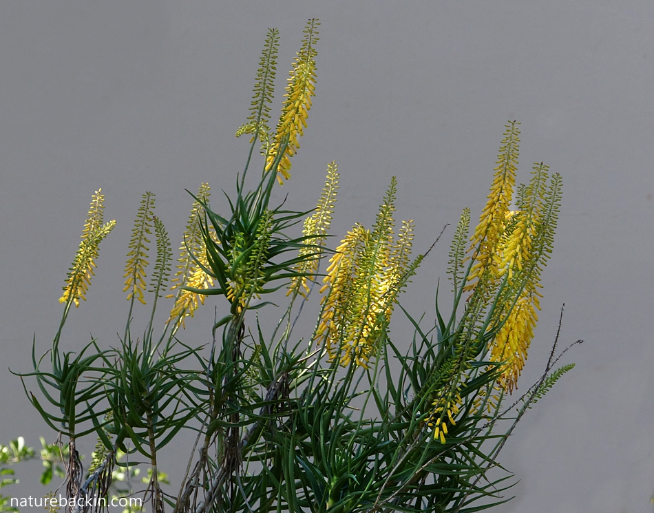 Southern Solstice: Celebrating with aloes – letting nature back in