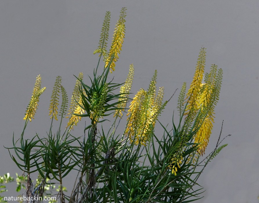 Southern Solstice: Celebrating with aloes – letting nature back in