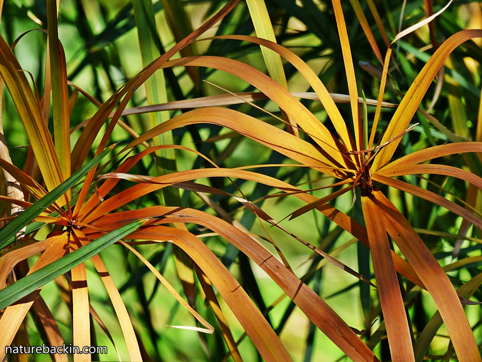 The beauty of leaves – letting nature back in