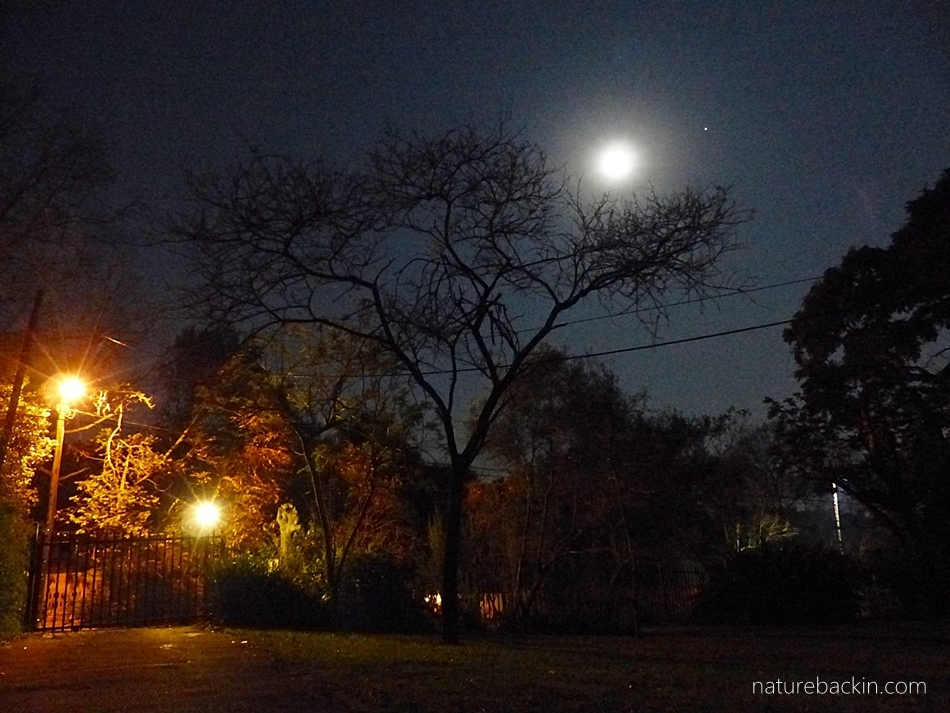 Total eclipse of the moon – letting nature back in