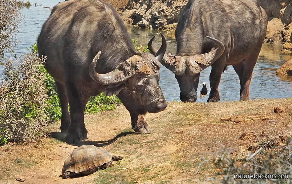 Weekly Photo Find: Buffalo encountering a tortoise – letting nature back in