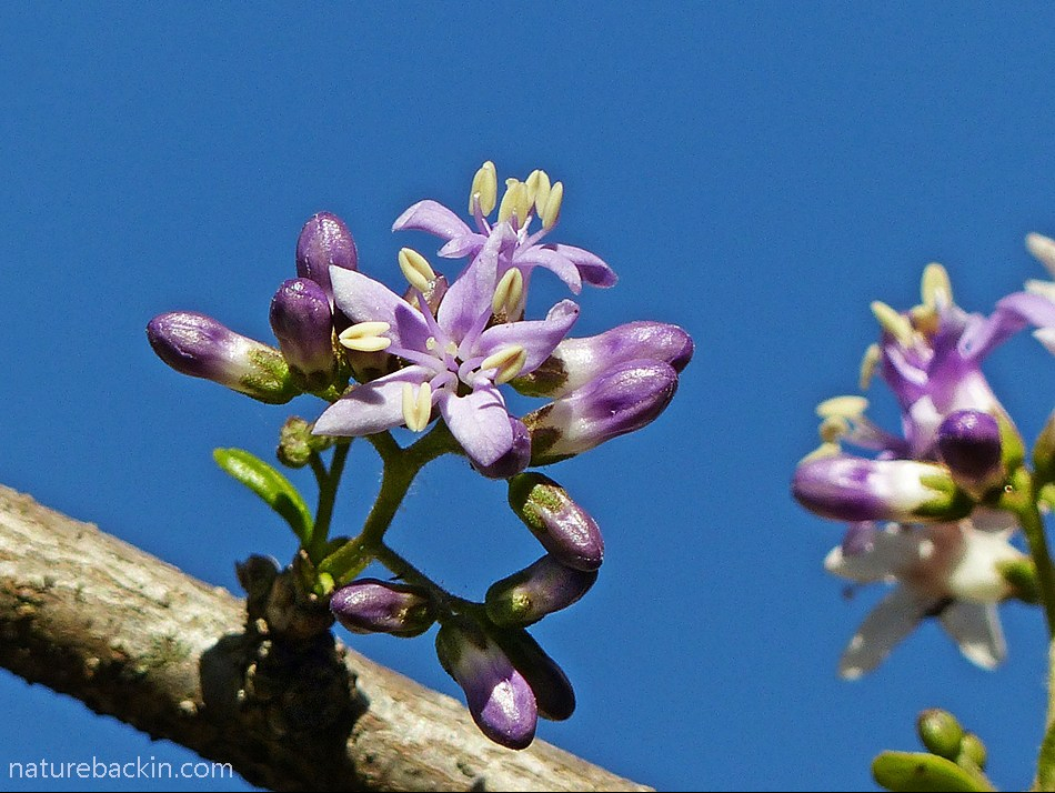 The Puzzle Bush: Tough, pretty and nutritious – letting nature back in
