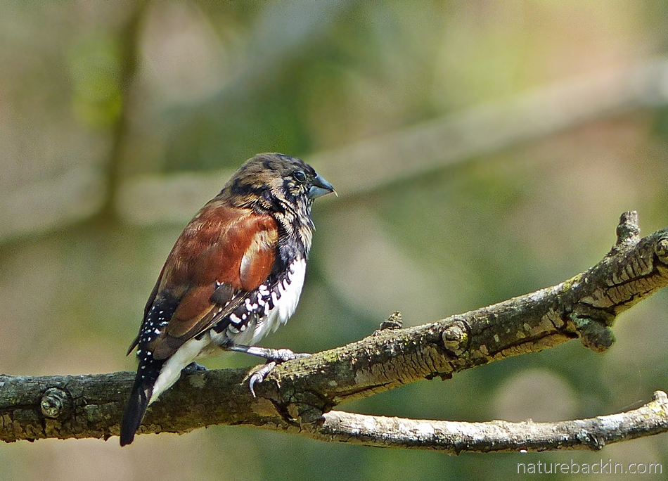 Mannikins: Gregarious seed-eaters gracing the garden – letting nature ...