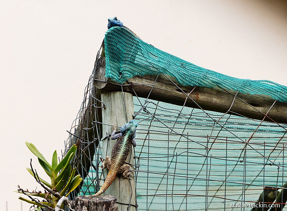 The battle of the rival Tree Agamas – letting nature back in