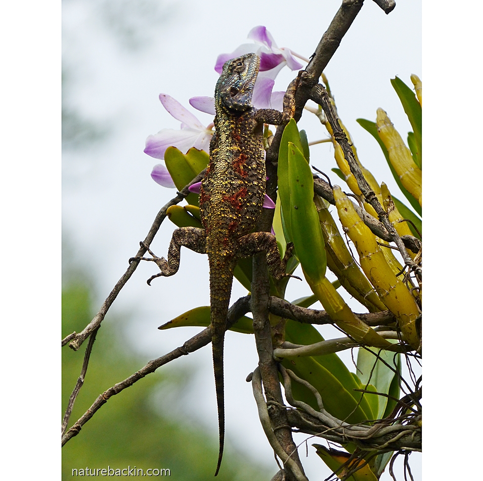 The battle of the rival Tree Agamas – letting nature back in