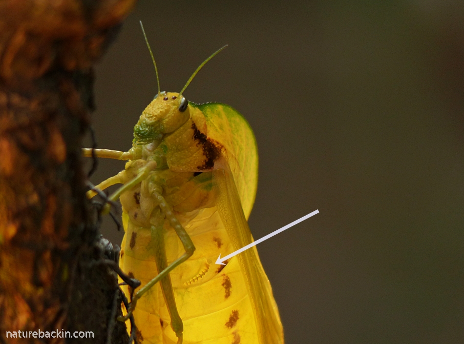 The grasshopper that shrieks in the night – letting nature back in
