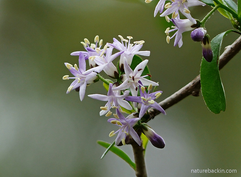 The Puzzle Bush: Tough, pretty and nutritious – letting nature back in