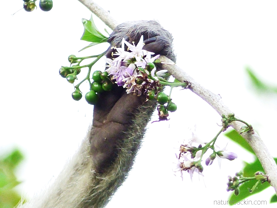 The Puzzle Bush: Tough, pretty and nutritious – letting nature back in