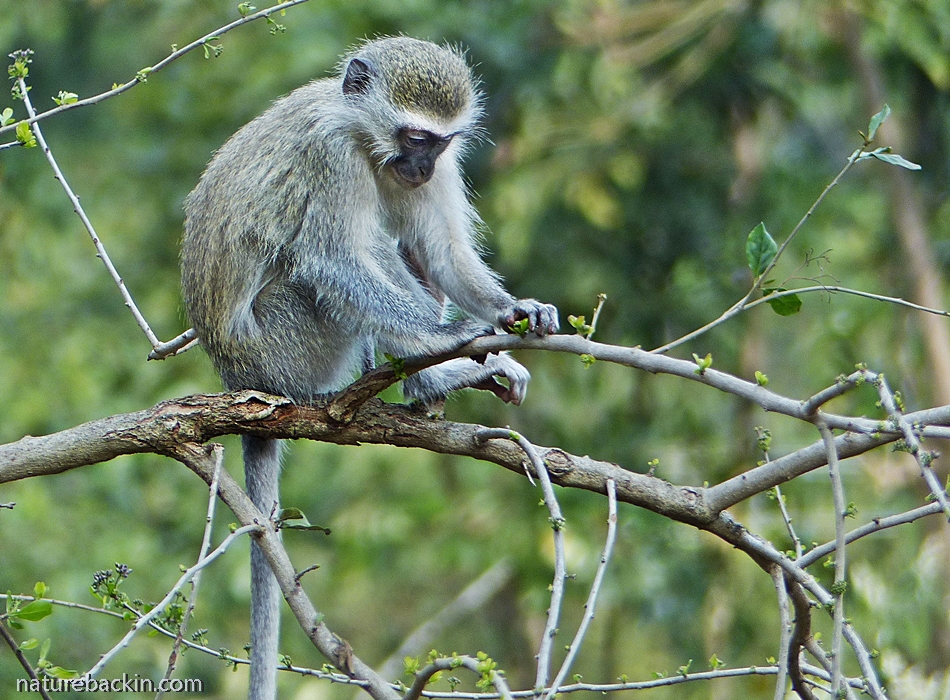 The Puzzle Bush: Tough, pretty and nutritious – letting nature back in