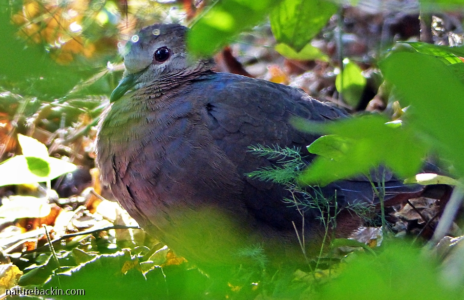 The forest-dwelling Lemon Dove – letting nature back in