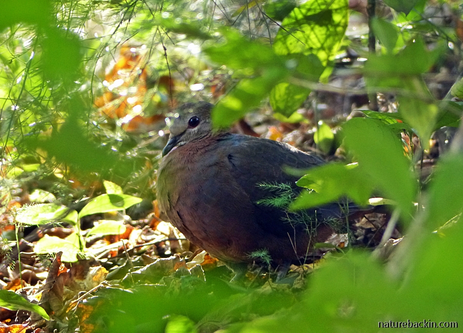 The forest-dwelling Lemon Dove – letting nature back in