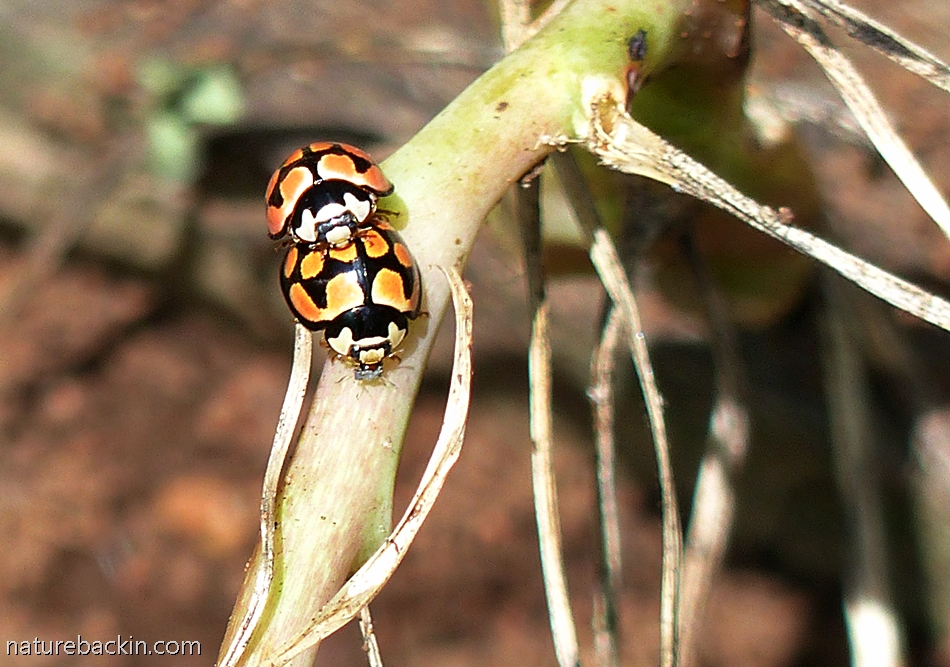 Ladybirds: Not a bird but a beetle – letting nature back in
