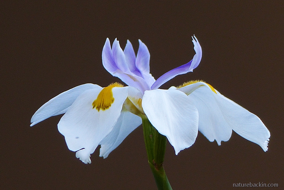 Weekly Photo Find: Wild Iris Portrait – letting nature back in