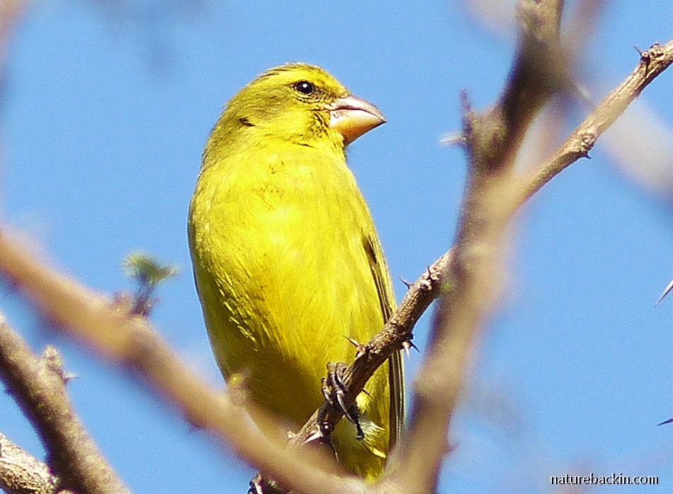 Wild and free canaries in the garden – letting nature back in