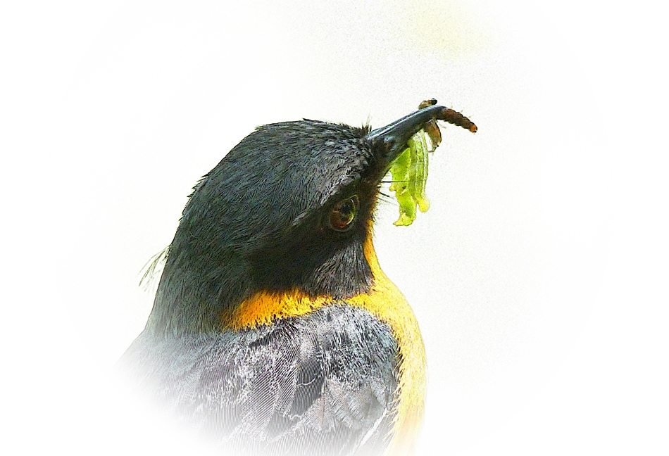 The ongoing saga of the nesting Chorister Robin-chats – letting nature ...