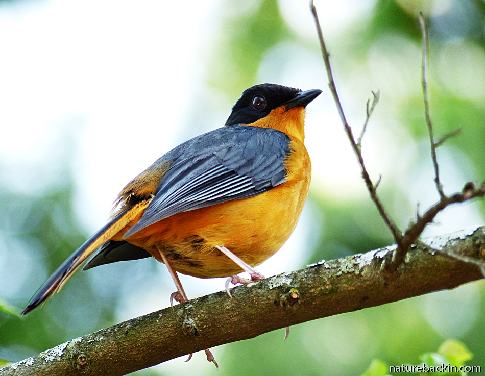The ongoing saga of the nesting Chorister Robin-chats – letting nature ...