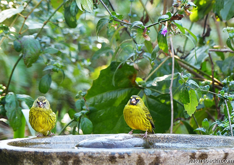 Wild and free canaries in the garden – letting nature back in