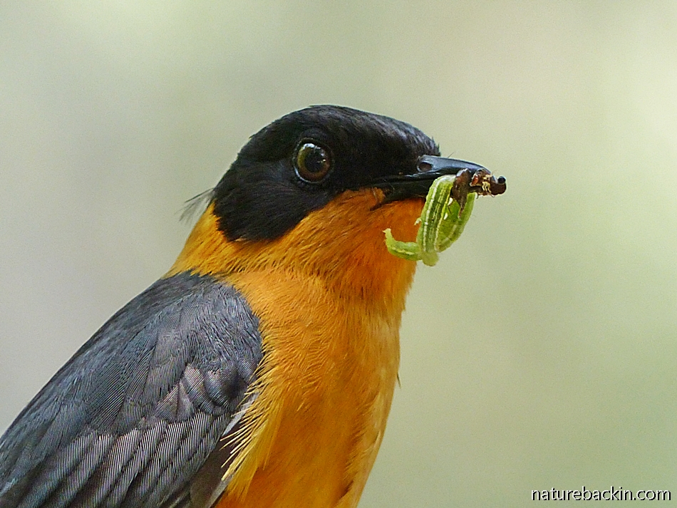 The ongoing saga of the nesting Chorister Robin-chats – letting nature ...