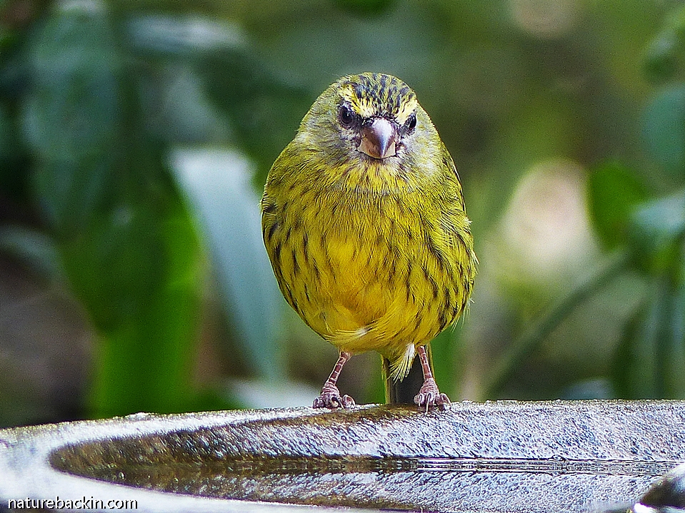 Wild and free canaries in the garden – letting nature back in
