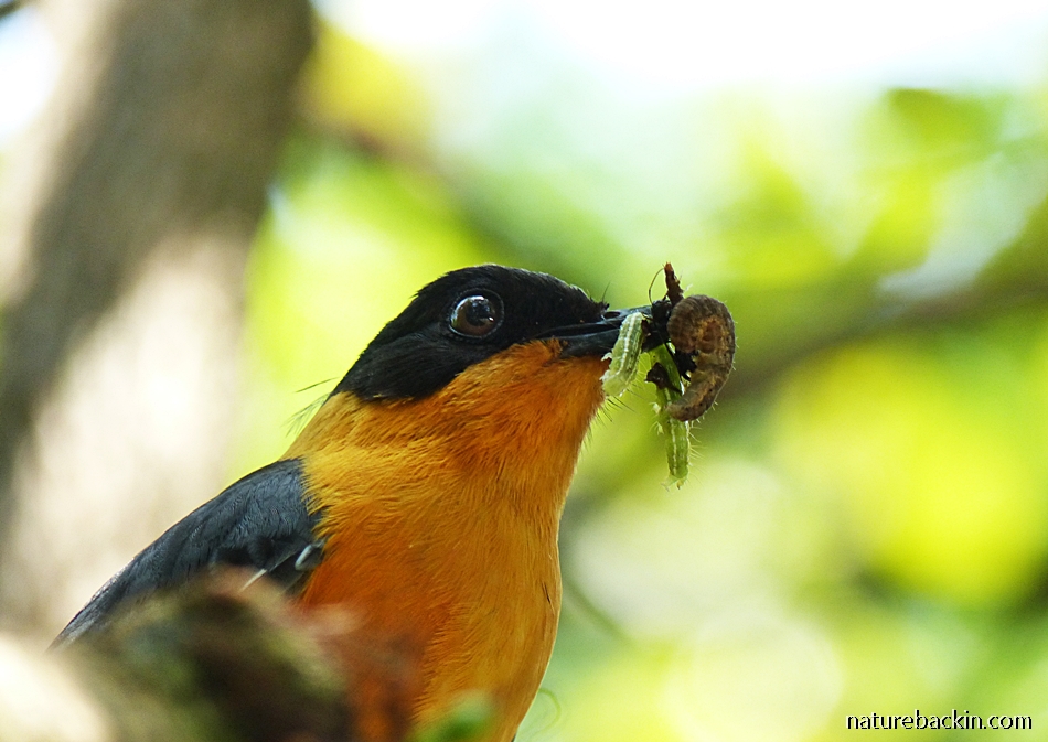 The ongoing saga of the nesting Chorister Robin-chats – letting nature ...