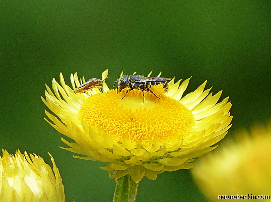 Being there: The diversity of solitary bees – letting nature back in