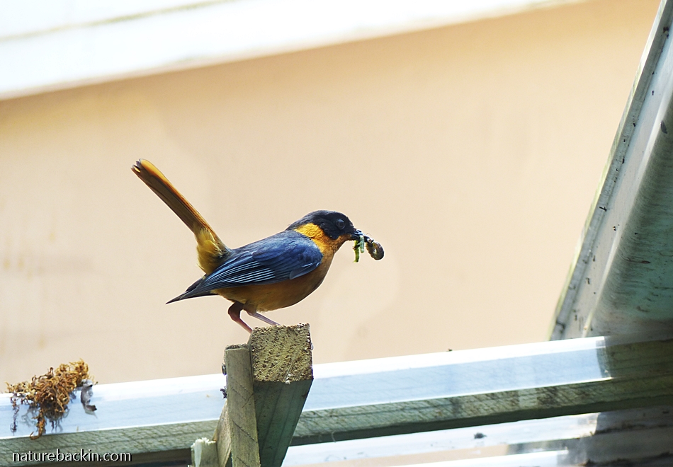 The ongoing saga of the nesting Chorister Robin-chats – letting nature ...