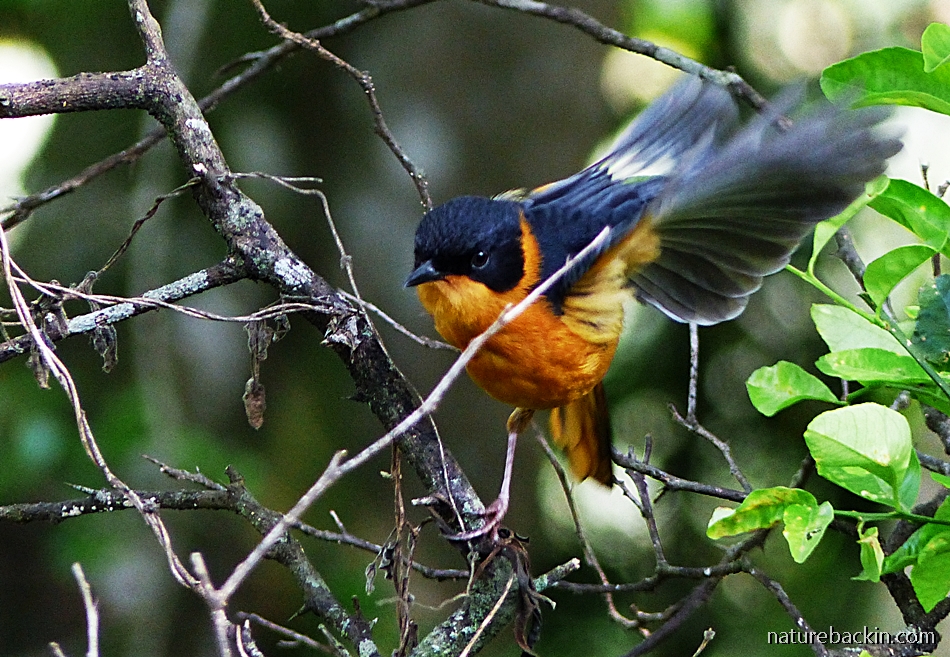 The ongoing saga of the nesting Chorister Robin-chats – letting nature ...