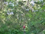 Mistbelt forests of the KwaZulu-Natal Midlands – letting nature back in