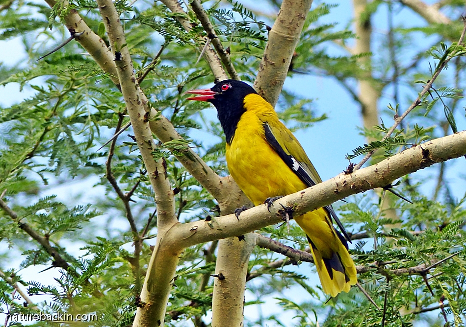 Holiday cheerfulness: The sunshine colours of yellow – letting nature ...