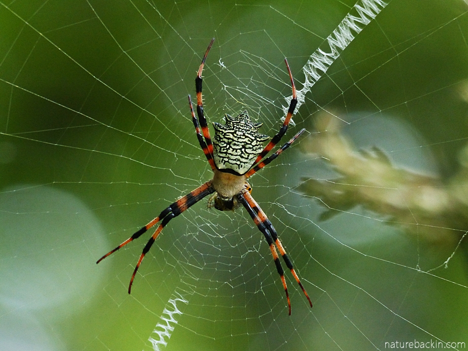 Ornately elegant engineer: Garden orb-weaving spider – letting nature ...
