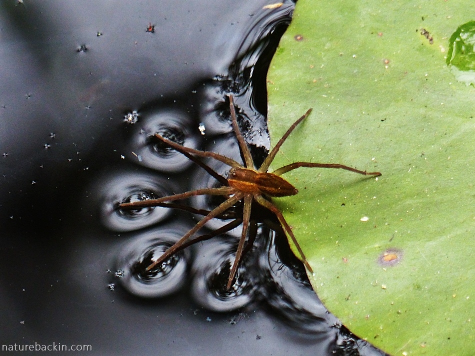 Fishing spider catching tadpoles in the garden pond – letting nature ...