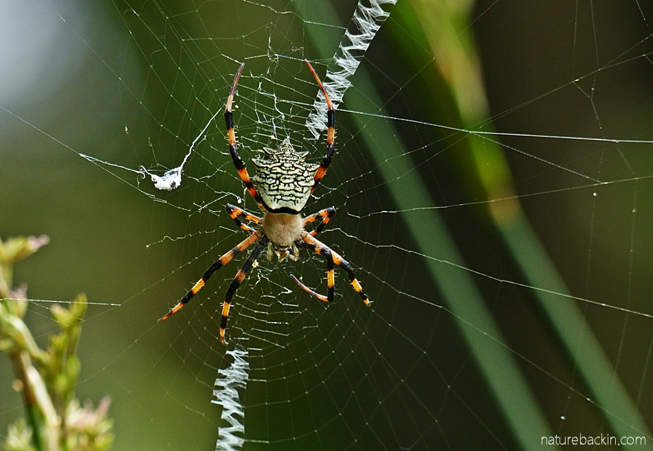 Ornately elegant engineer: Garden orb-weaving spider – letting nature ...